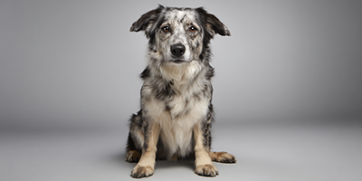 Border Jack Dog Breed Guide, Updated 2025 | VetNearMe