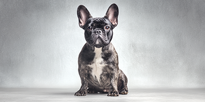 Frenchie Staff Dog Breed Guide, Updated 2025 | VetNearMe