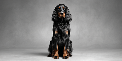 Gordon Setter Dog Breed Guide, Updated 2025 | VetNearMe