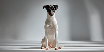 Japanese Terrier Dog Breed Guide, Updated 2025 | VetNearMe