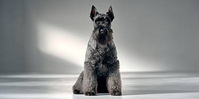 Kerry Blue Terrier Dog Breed Guide, Updated 2025 | VetNearMe