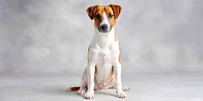 Plummer Terrier Dog Breed Guide, Updated 2025 | VetNearMe